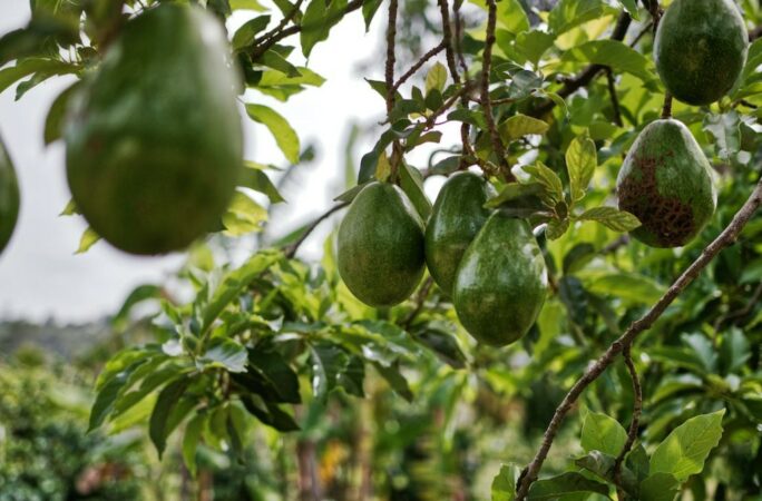 7 frutas tropicales que se pueden cultivar en España ...